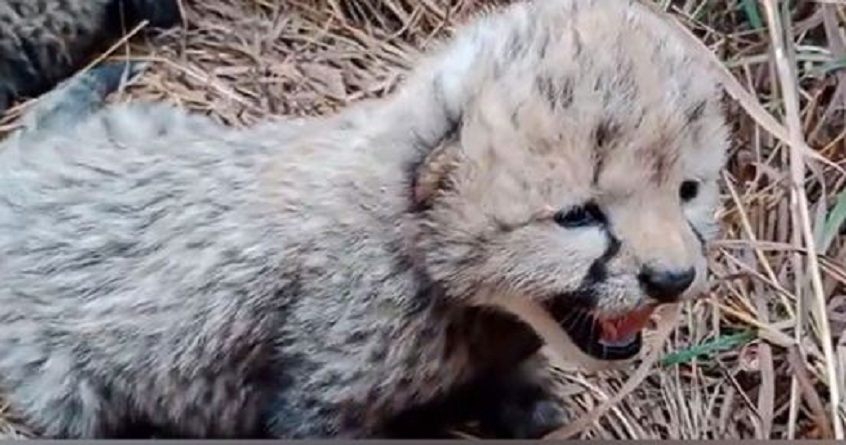 Namibian cheetah Asha gives birth to 3 cubs in Kuno National Park ...